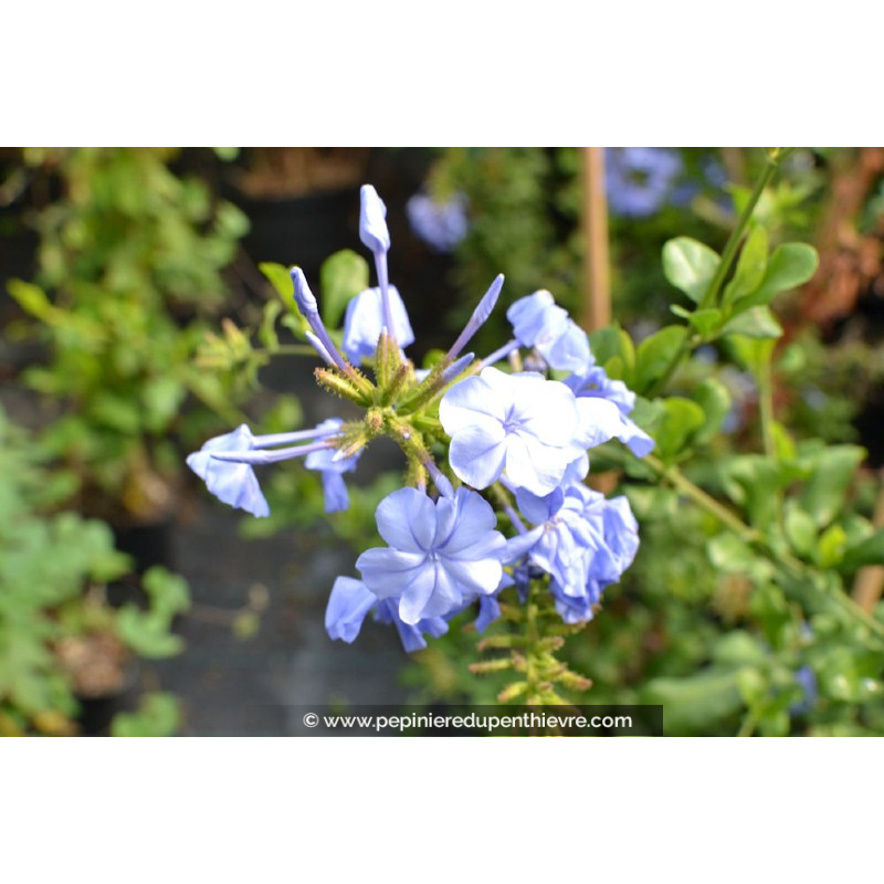 PLUMBAGO capensis 'Dark Blue', Dentelaire du Cap - Pépinière du ...