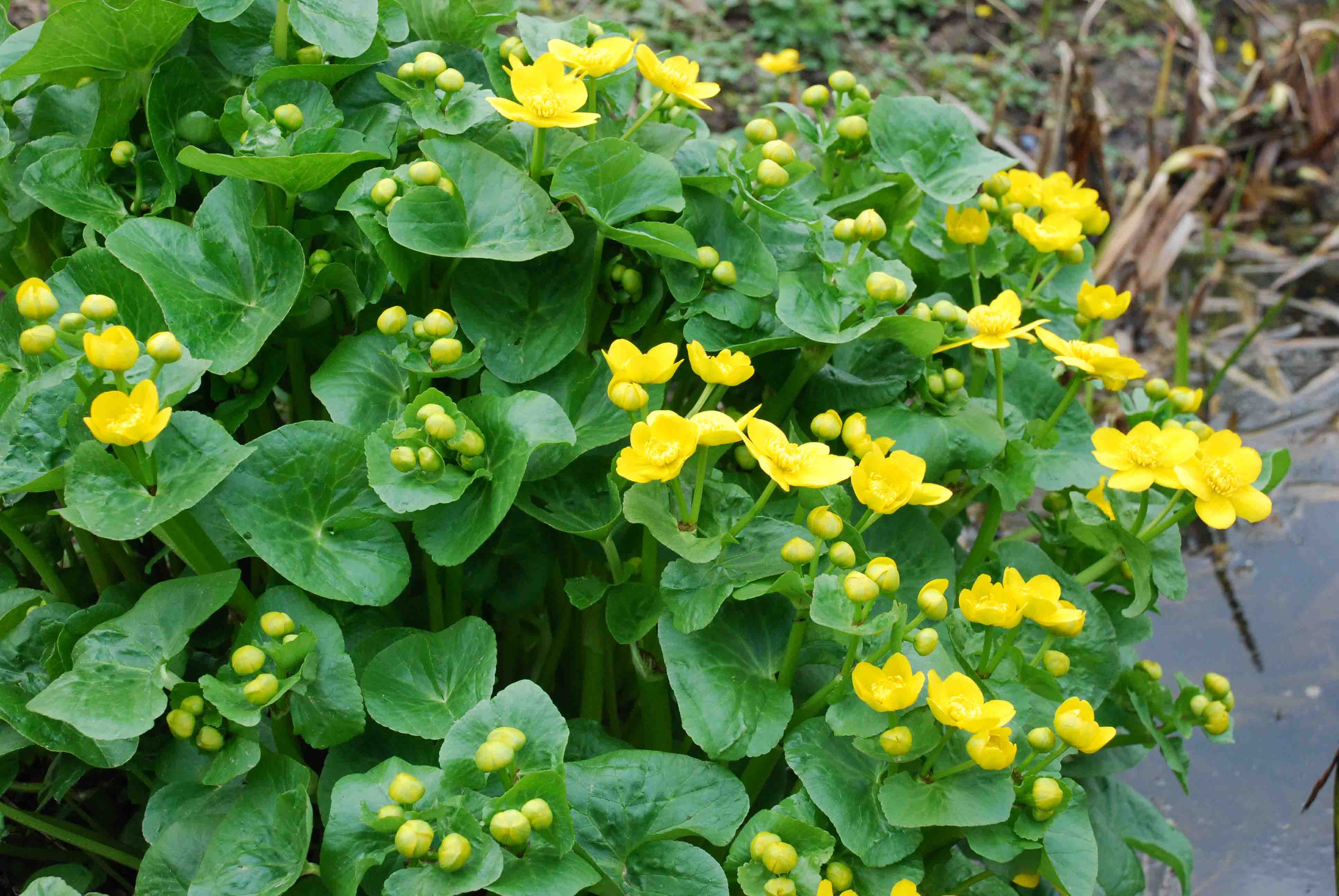 CALTHA palustris, Populage des marais, jaune or - Pépinière du Penthièvre