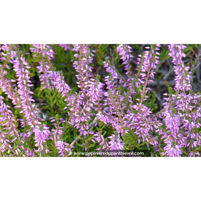 CALLUNA vulgaris 'Marleen', Bruyère d'été, rose - Pépinière du ...