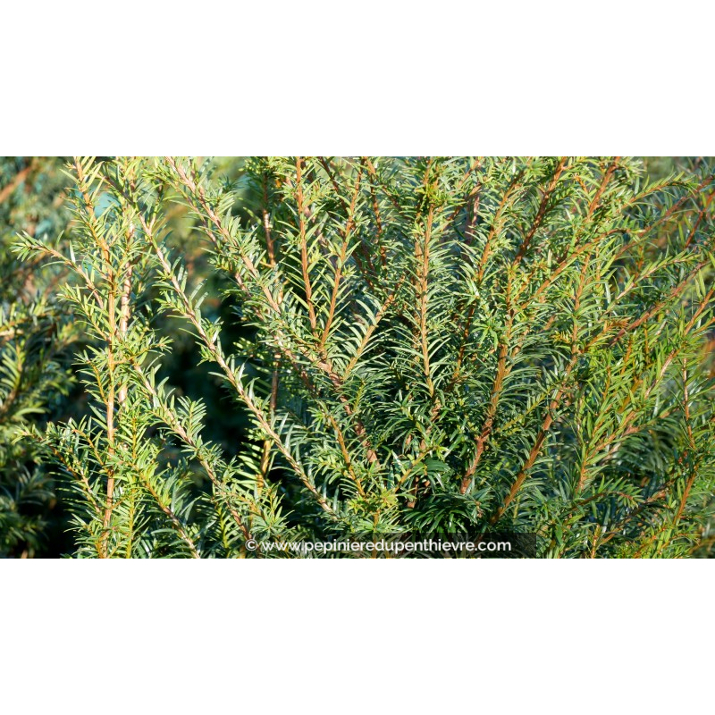 TAXUS baccata, If commun, haie libre, taillée -Pépinière du Penthièvre ...