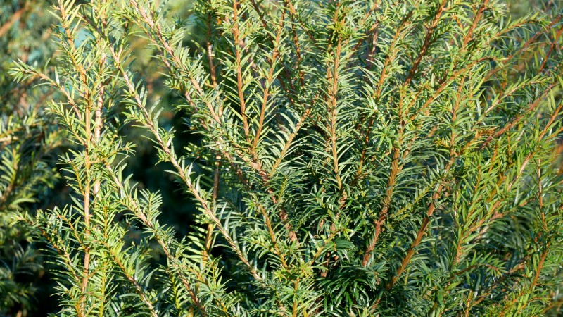 TAXUS baccata, If commun, haie libre, taillée -Pépinière du Penthièvre