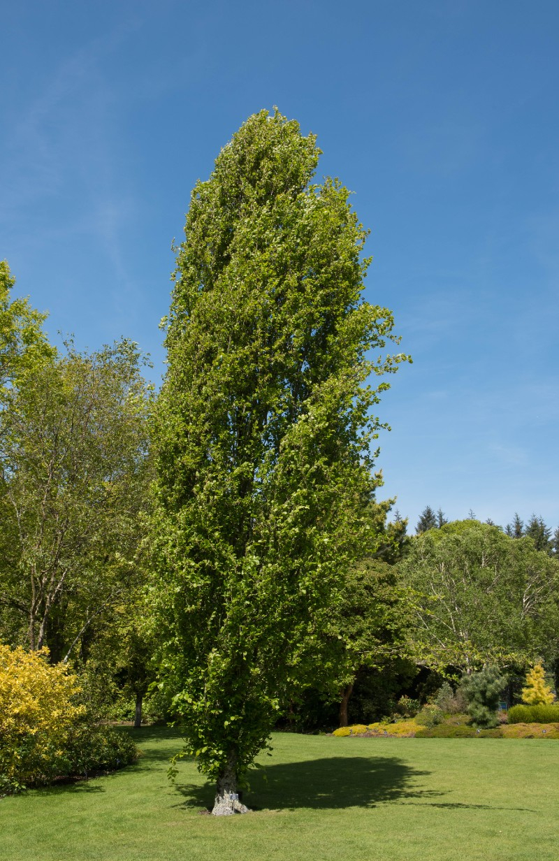 FAGUS sylvatica 'Dawyck' ou Hêtre colonnaire - Pépinière du Penthièvre