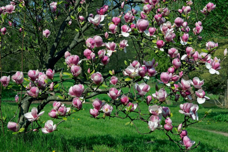 MAGNOLIA soulangeana 'Rustica Rubra', pourpre - Pépinière du Penthièvre