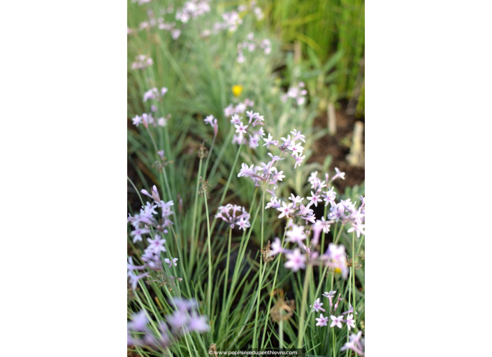 TULBAGHIA violacea 'Purple Eye', rose violacé - Pépinière du Penthièvre ...