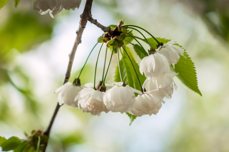 PRUNUS avium 'Plena' ou merisier fleur double - Pépinière du Penthièvre