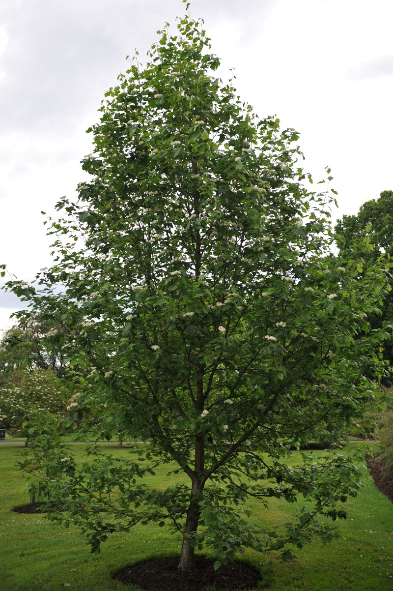 SORBUS torminalis ou Alisier torminal, blanc - Pépinière du Penthièvre