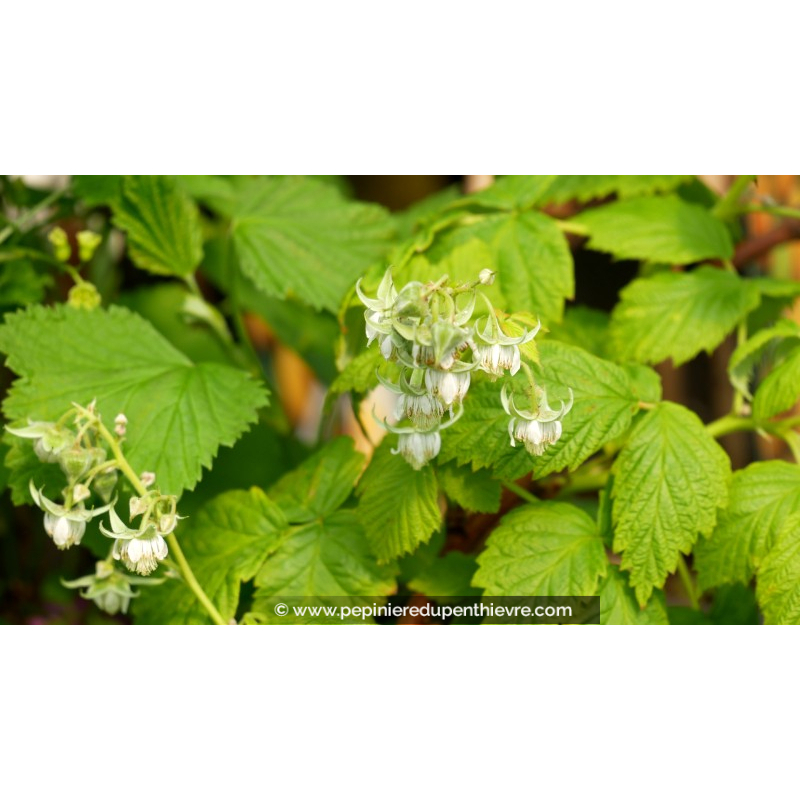 FRAMBOISIER 'Sumo', RUBUS, rouge, grosse - Pépinière du Penthièvre ...