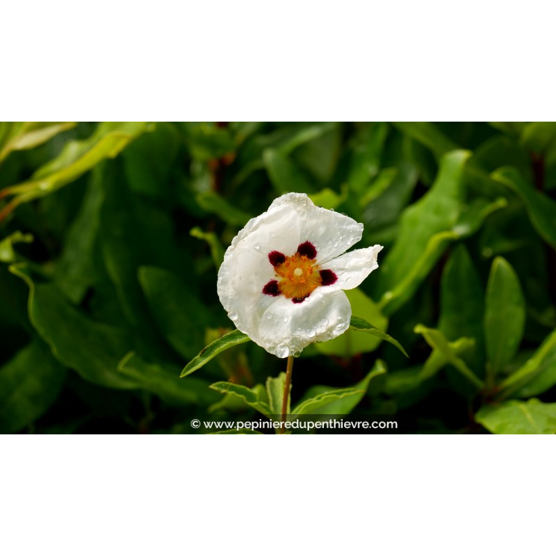 Ciste pourpre, CISTUS, persistant, couvre-sol -Pépinière du Penthièvre ...