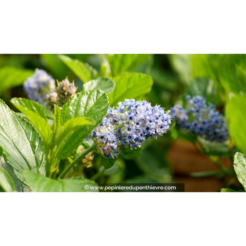 Céanothe 'Trewithen blue', CEANOTHUS, persistant - Pépinière du ...