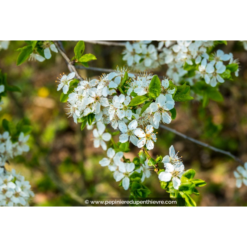 PRUNUS spinosa, Prunellier sauvage, Épine noire - Pépinière du ...