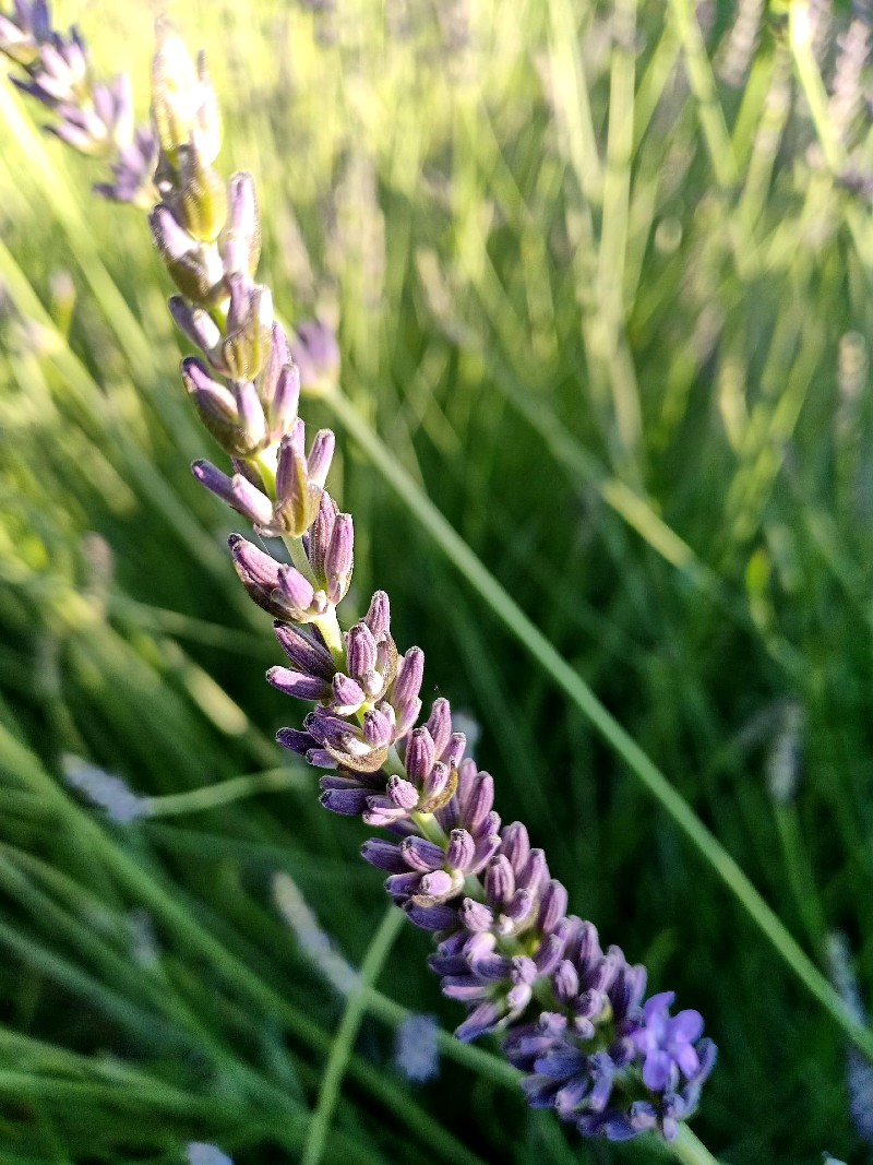 LAVANDULA intermedia 'Dutch Lavender' rustique - Pépinière du Penthièvre
