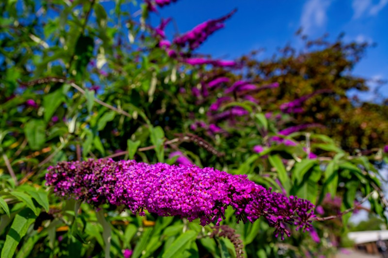 BUDDLEJA 'Nanho Purple', Arbre aux papillons - Pépinière du Penthièvre