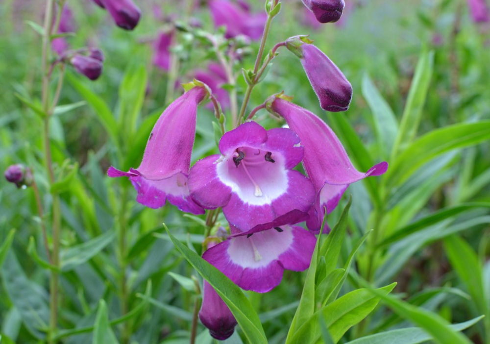 Galane 'Gloire des 4 rues', PENSTEMON, violet - Pépinière du Penthièvre