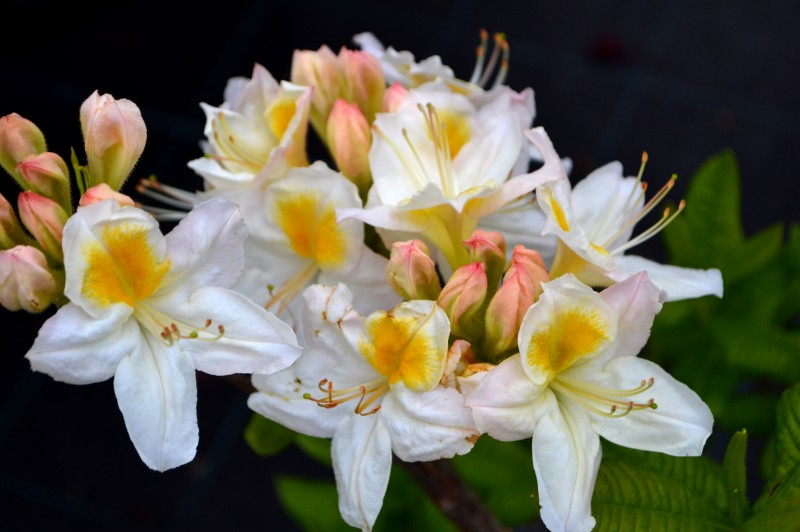 AZALEA mollis 'Persil', fleur blanche et jaune - Pépinière du Penthièvre