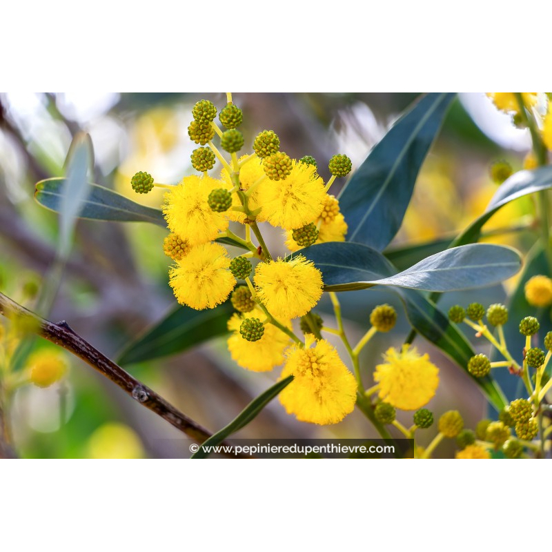 ACACIA retinodes, Mimosa des 4 saisons, jaune - Pépinière du Penthièvre ...