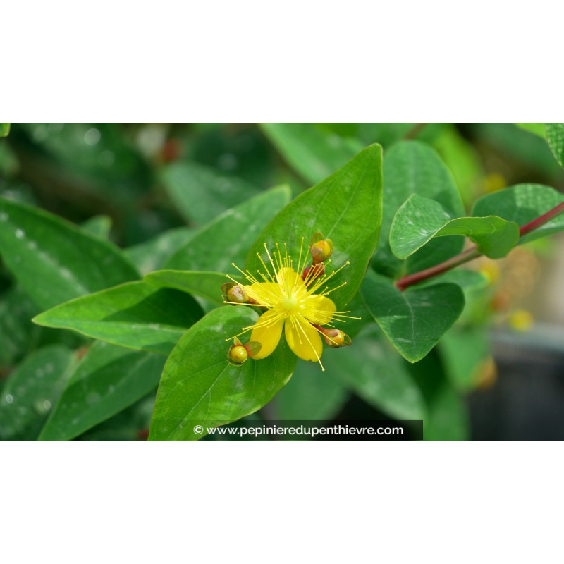 HYPERICUM inodorum 'Elstead' inodore, compact - Pépinière du Penthièvre ...