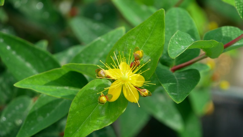 HYPERICUM inodorum 'Elstead' inodore, compact - Pépinière du Penthièvre