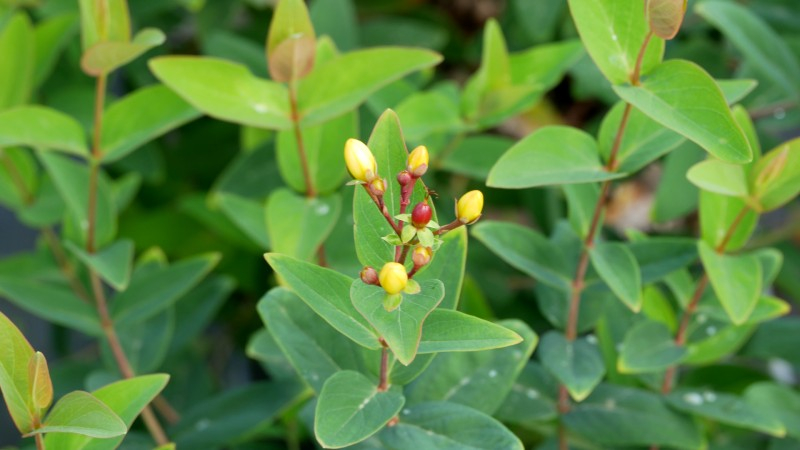 HYPERICUM inodorum 'Elstead' inodore, compact - Pépinière du Penthièvre