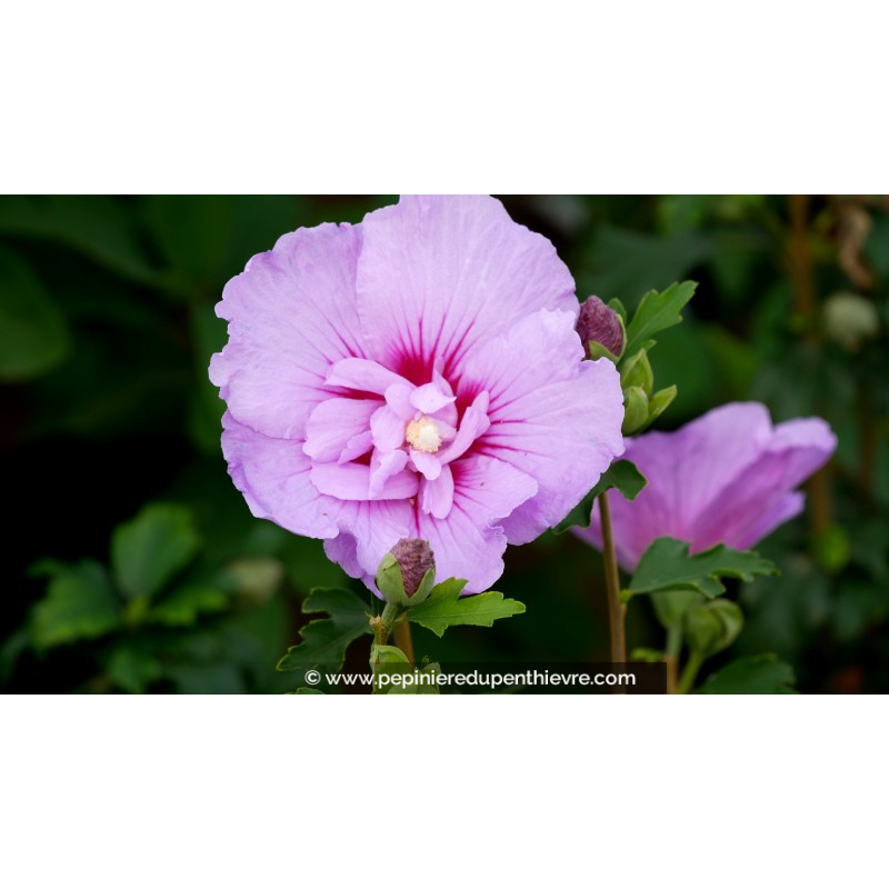 HIBISCUS syriacus 'Sup'Heart®', blanc rouge - Pépinière du Penthièvre ...
