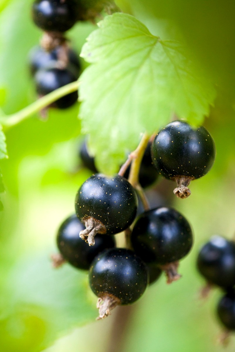 CASSISSIER 'Andega', RIBES nigrum, noir rosé - Pépinière du Penthièvre