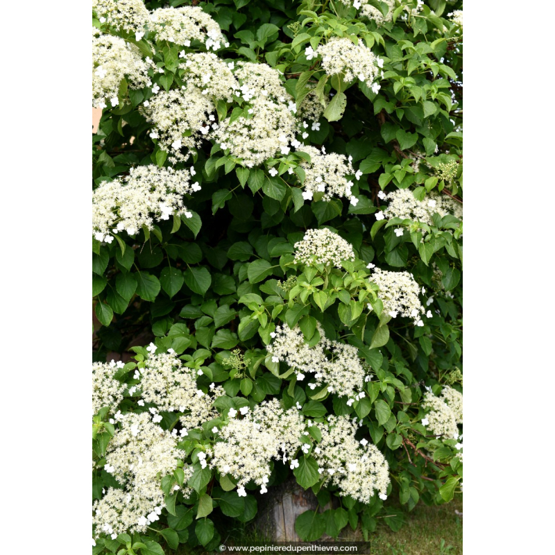HYDRANGEA petiolaris, hortensia grimpant blanc - Pépinière du ...