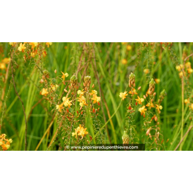 BULBINE frutescens 'Hallmark', orange, vivace - Pépinière du Penthièvre ...