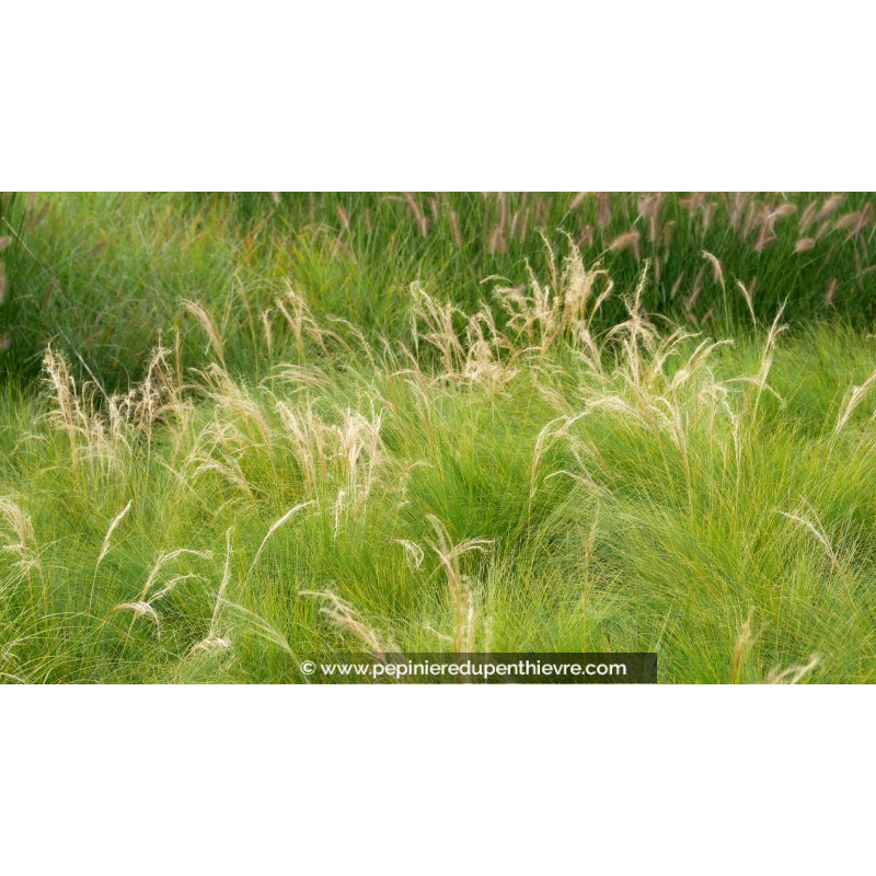 STIPA tenuifolia, cheveux d'ange, persistant - Pépinière du Penthièvre ...