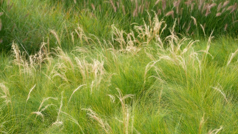 STIPA tenuifolia, cheveux d'ange, persistant - Pépinière du Penthièvre
