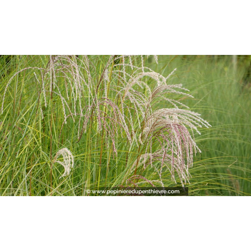 MISCANTHUS sinensis 'Gracillimus', graminée - Pépinière du Penthièvre ...