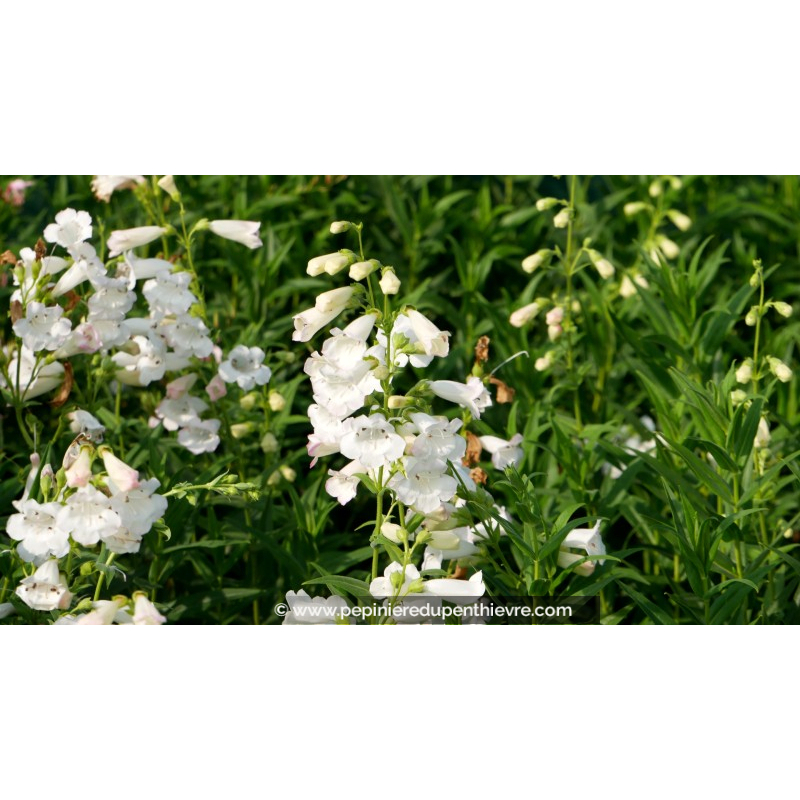 PENSTEMON 'Snowflake', galane, blanc, vivaces - Pépinière du Penthièvre ...