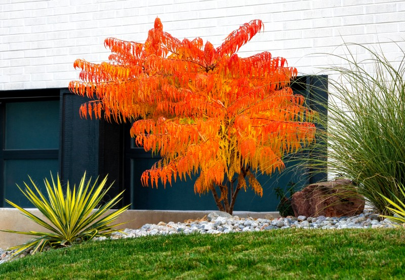 RHUS typhina 'Tiger Eyes', sumac de Virginie - Pépinière du Penthièvre