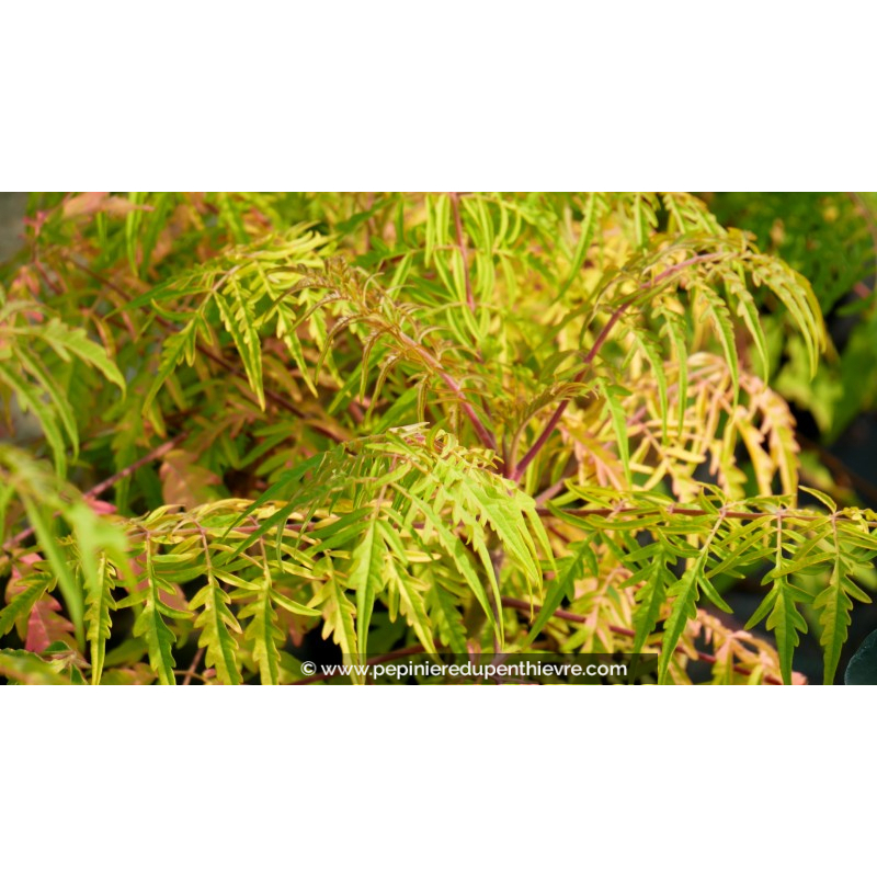 RHUS typhina 'Tiger Eyes', Sumac de Virginie - Pépinière du Penthièvre ...