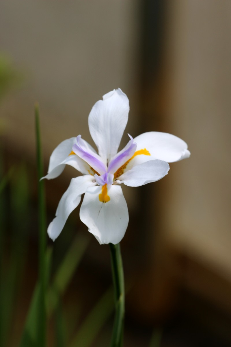 DIETES grandiflora, iris, fées, afrique du sud - Pépinière du Penthièvre