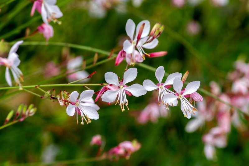 GAURA lindheimeri 'Whirling Butterflies' blanc - Pépinière du Penthièvre