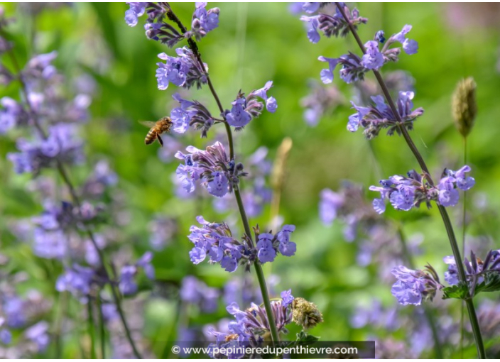 NEPETA faassenii 'Walker's Low', herbe à chat - Pépinière du Penthièvre - Pépinière du Penthièvre