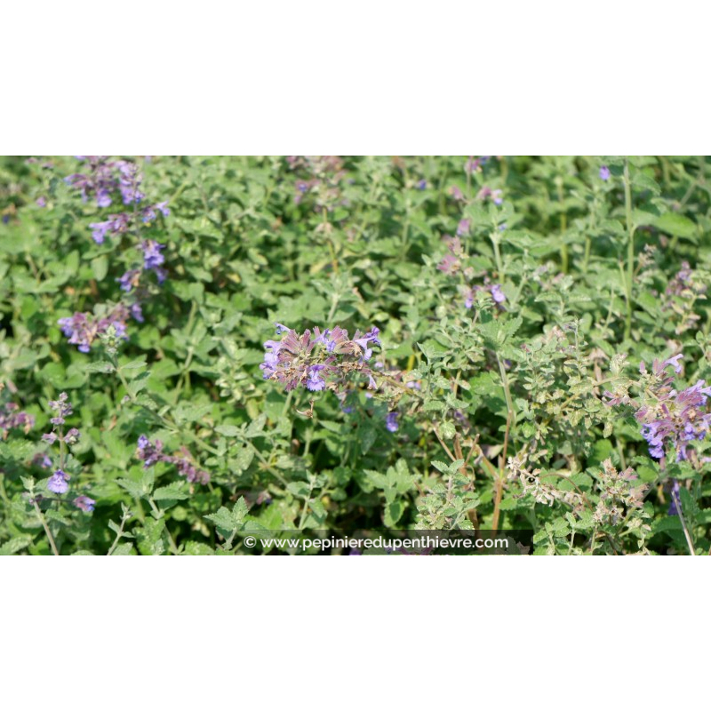 NEPETA faassenii 'Walker's Low', herbe à chat - Pépinière du Penthièvre - Pépinière du Penthièvre