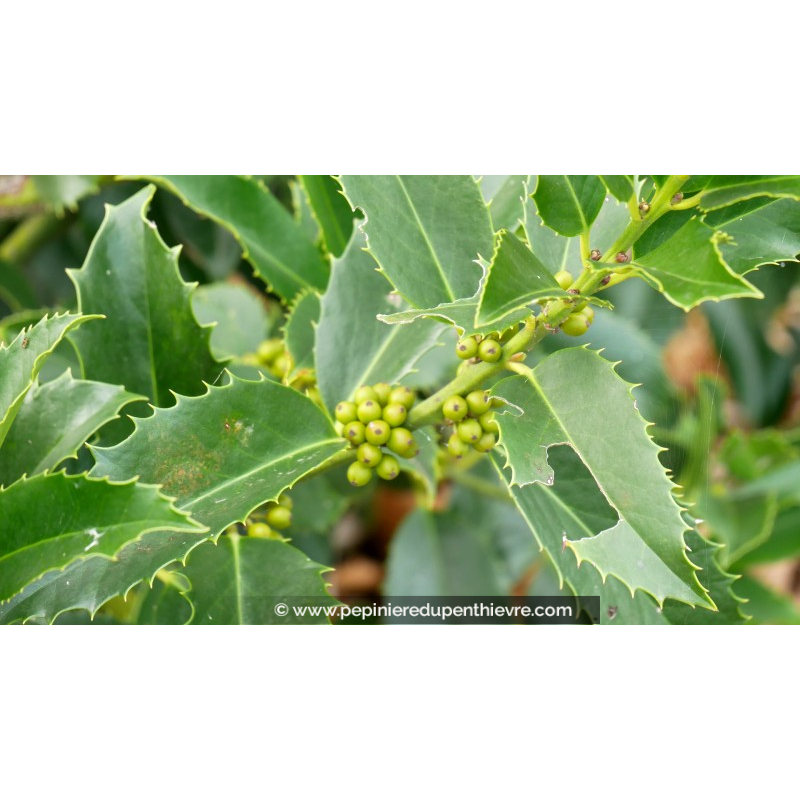 ILEX x koehneana ‘Castaneifolia’, persistant - Pépinière du Penthièvre ...