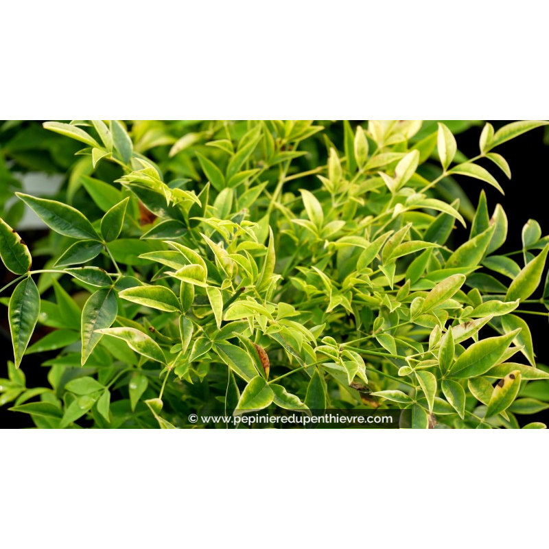 NANDINA domestica 'Lemon Lime', bambou sacré - Pépinière du Penthièvre ...