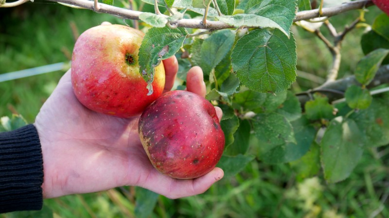POMMIER 'Rouget de Dol Trois Quarts', ancien, local - Pépinière du ...
