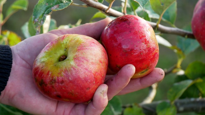 POMMIER 'Rouget de Dol Trois Quarts', ancien, local - Pépinière du ...