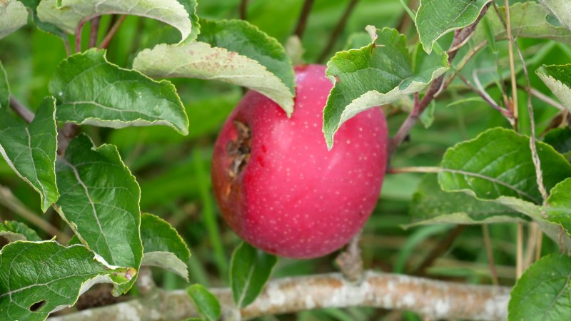 POMMIER 'Rouget de Plouër', ancien, local, rouge - Pépinière du Penthièvre