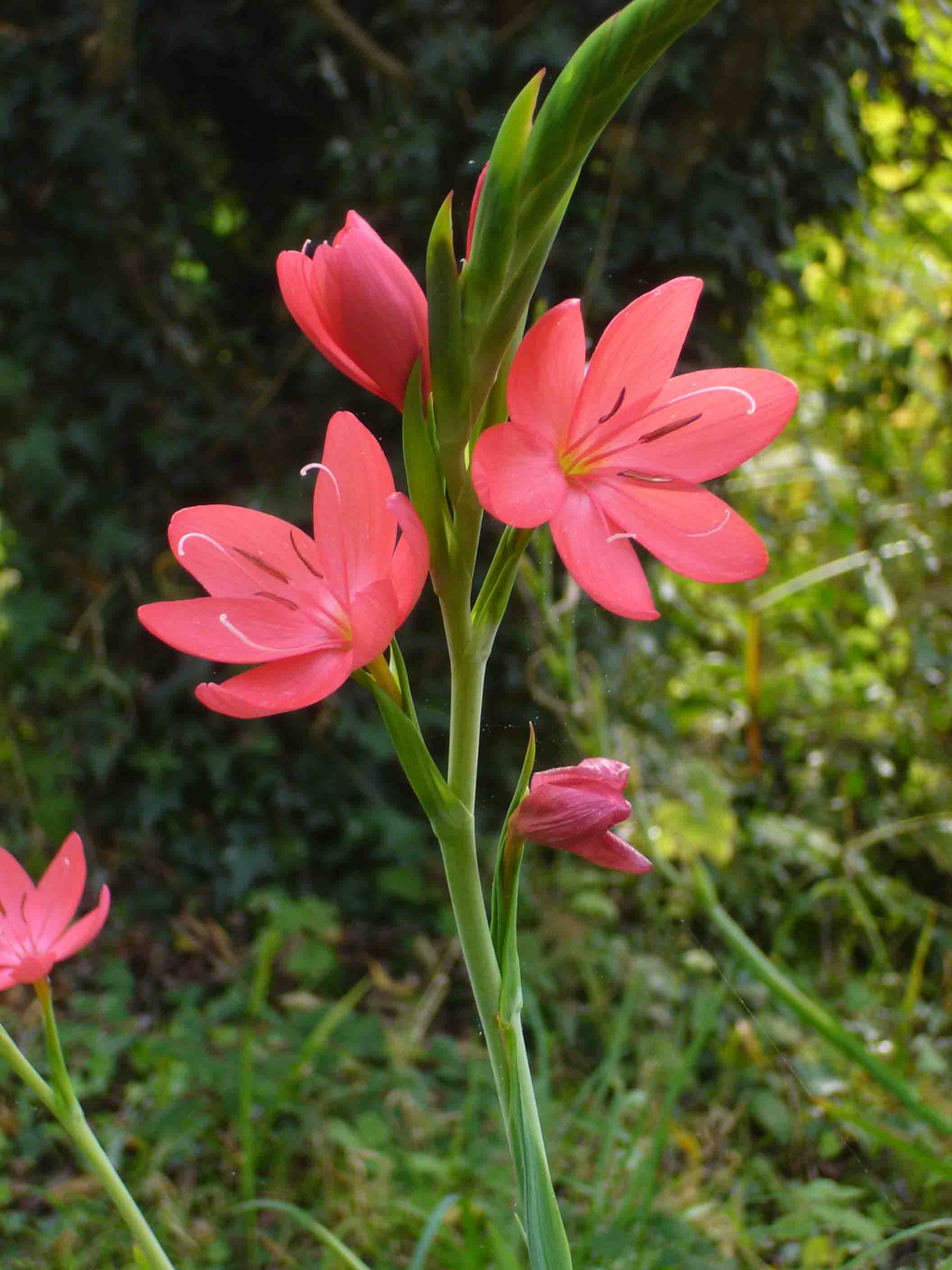 SCHIZOSTYLIS coccinea, hesperantha, rose rouge - Pépinière du Penthièvre