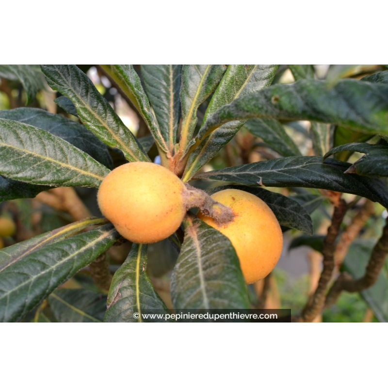 NÉFLIER DU JAPON, ERIOBOTRYA japonica, Bibacier - Pépinière du ...