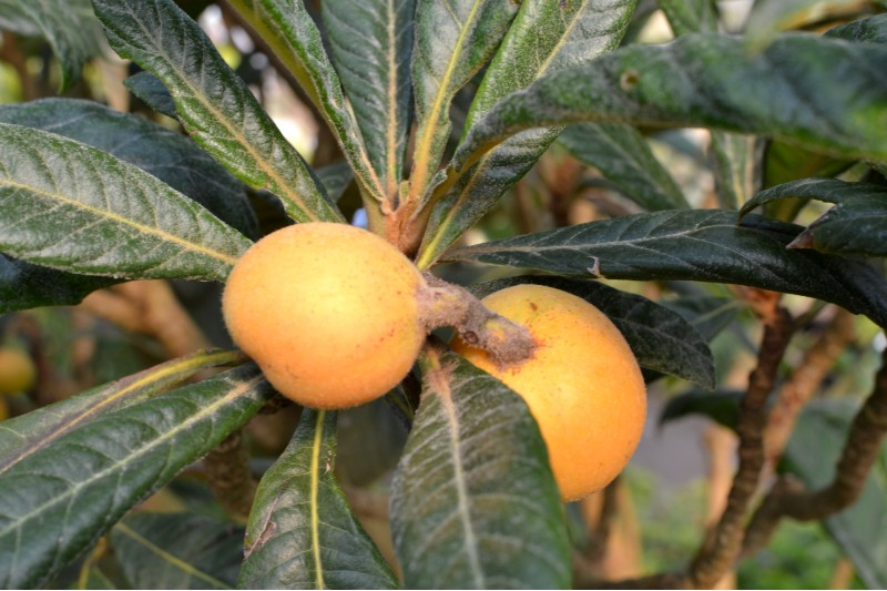 NÉFLIER DU JAPON, ERIOBOTRYA japonica, bibacier - Pépinière du Penthièvre