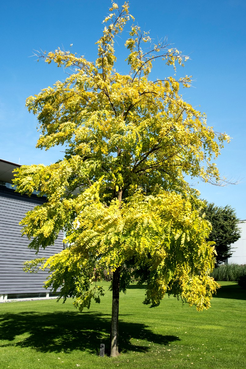 ROBINIA pseudoacacia 'Frisia', feuillage doré - Pépinière du Penthièvre ROBINIA pseudoacacia 'Frisia', feuillage doré - Pépinière du Penthièvre