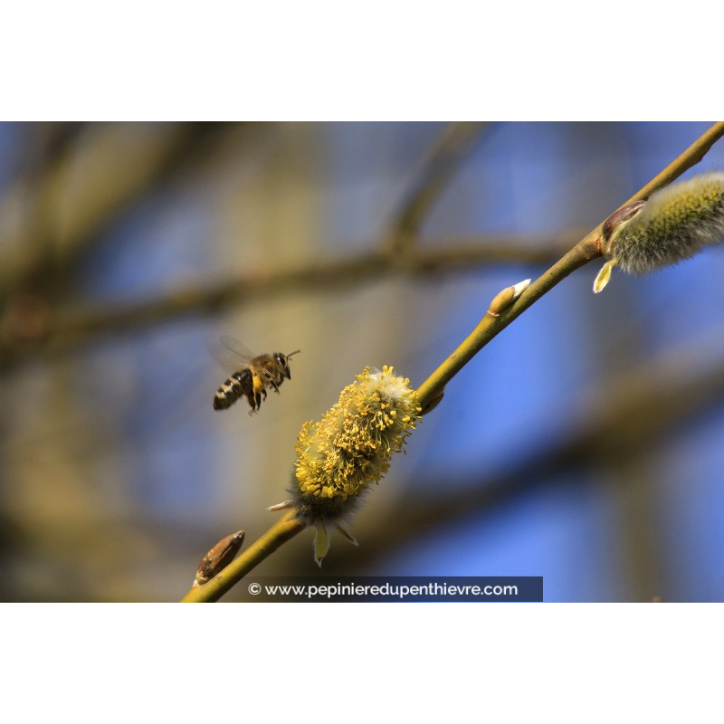 SALIX caprea ou saule Marsault, saule chèvres - Pépinière du Penthièvre ...