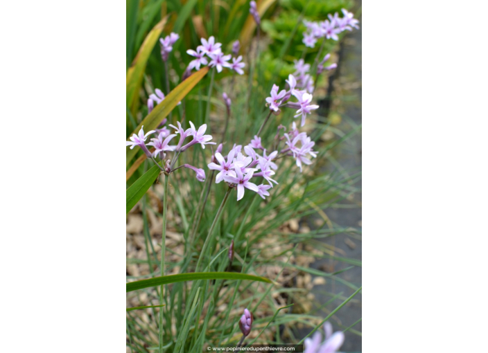 TULBAGHIA violacea 'Purple Eye', rose violacé - Pépinière du Penthièvre ...