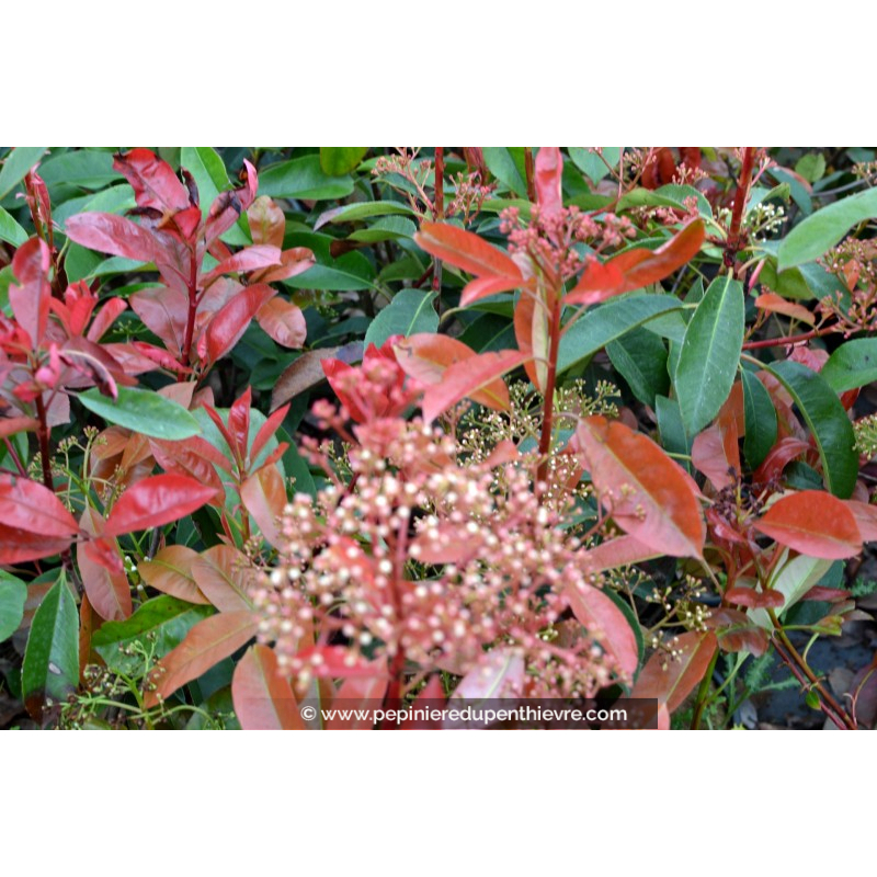 PHOTINIA fraseri 'Robusta Compacta', rouge - Pépinière du Penthièvre ...