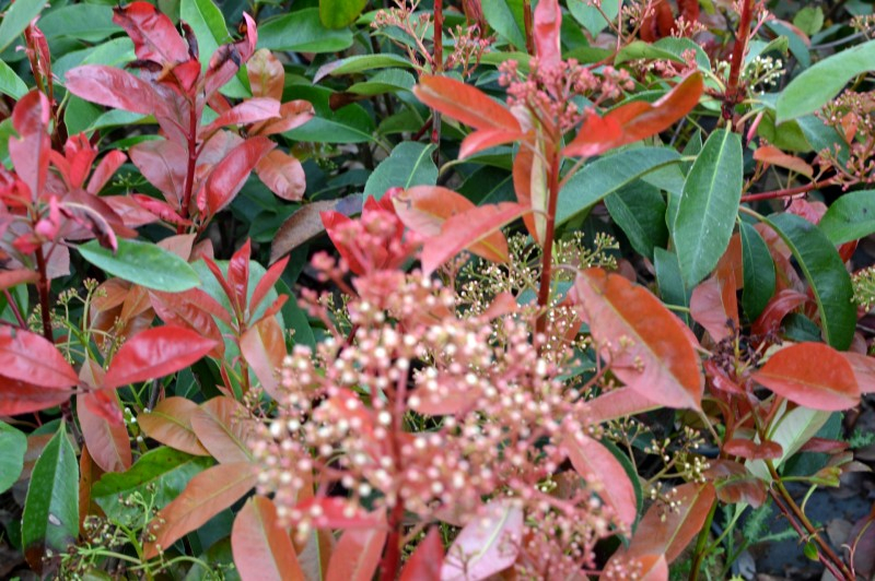PHOTINIA fraseri 'Robusta Compacta', rouge - Pépinière du Penthièvre