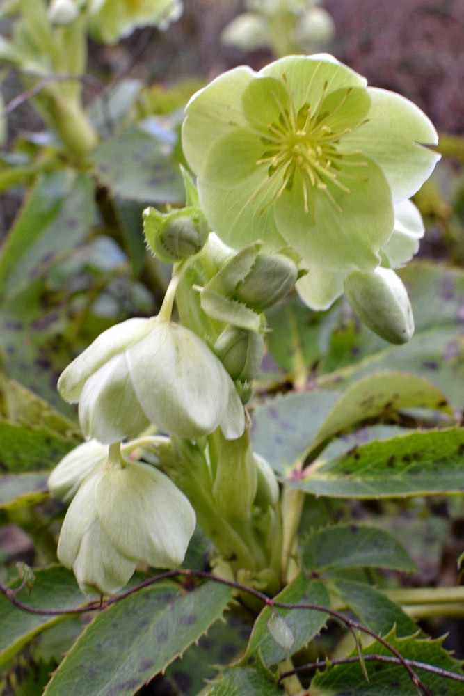 HELLEBORUS niger, rose de noël, persistante - Pépinière du Penthièvre